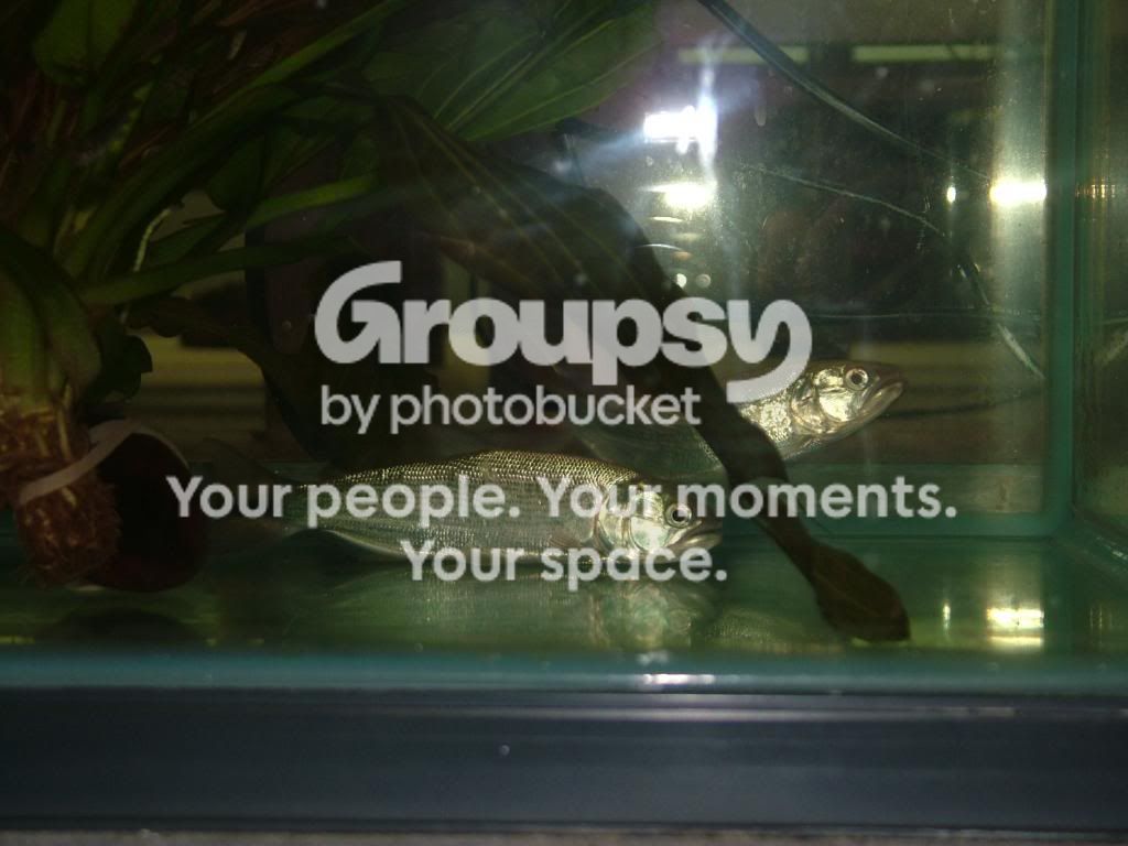 arched back? | MonsterFishKeepers.com